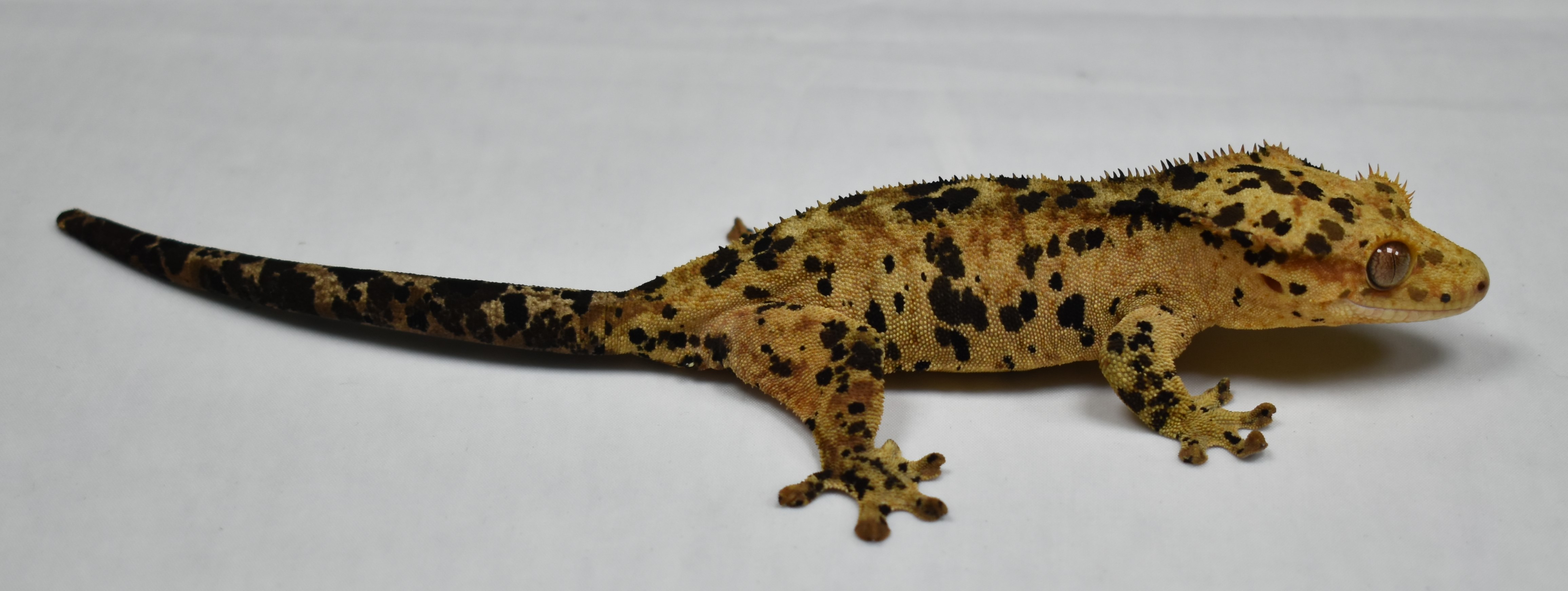 Prom Queen – Repti Diamonds