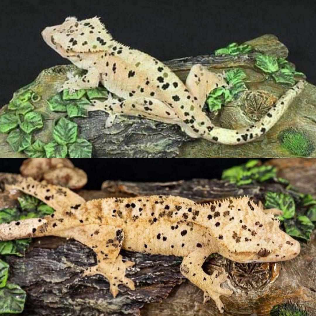 Dynamite – Repti Diamonds