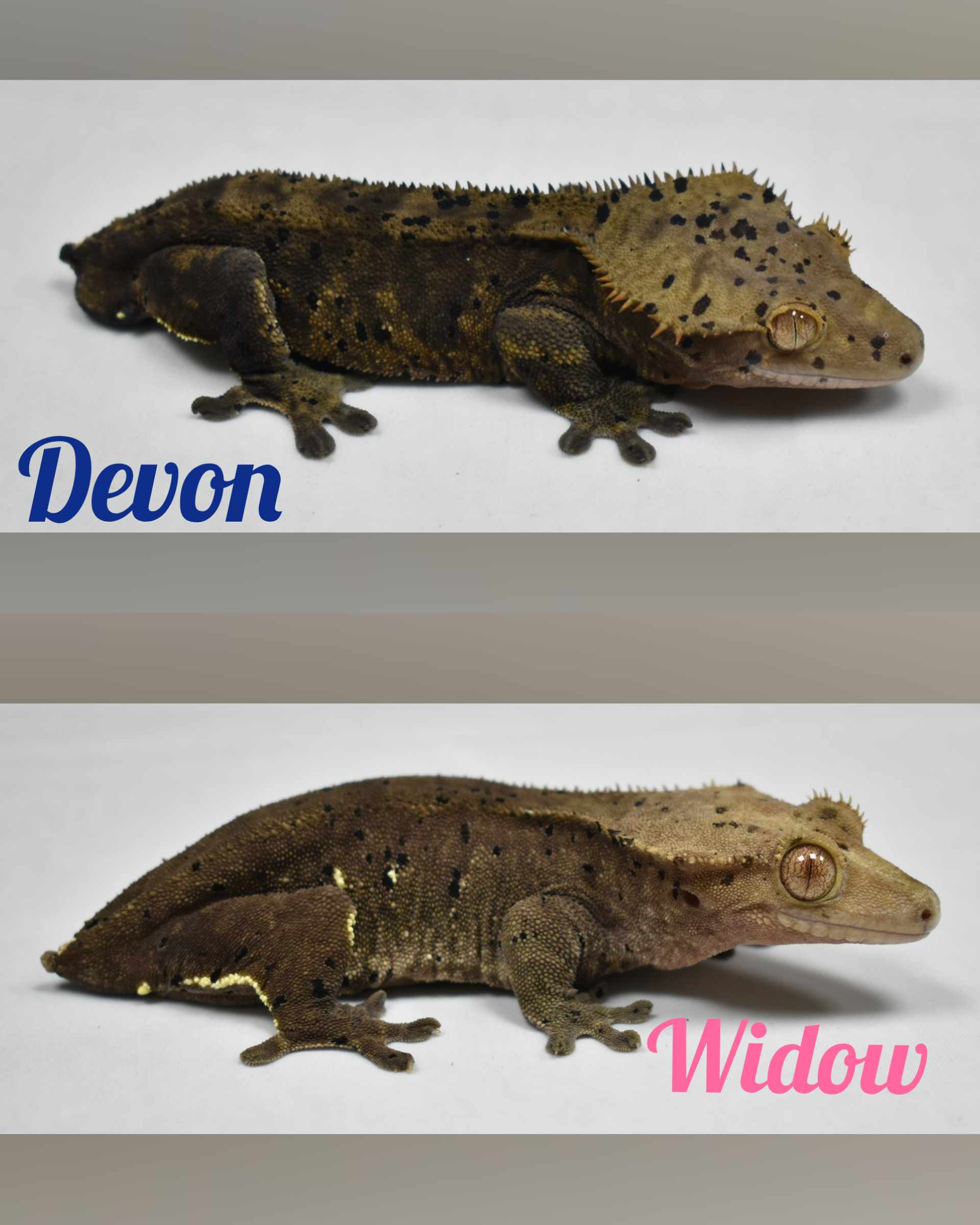 2024 breeding pairs – Repti Diamonds