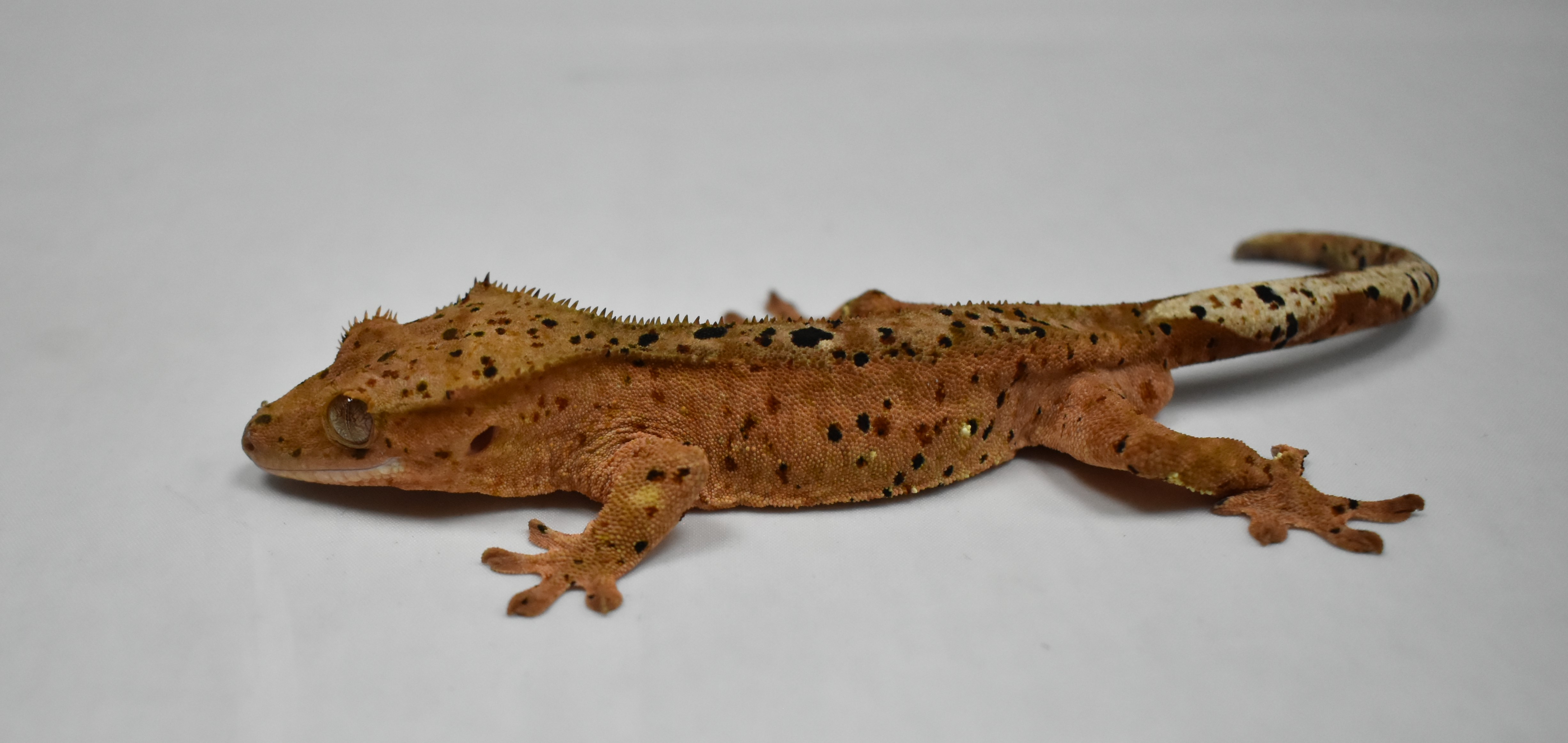 Chase – Repti Diamonds