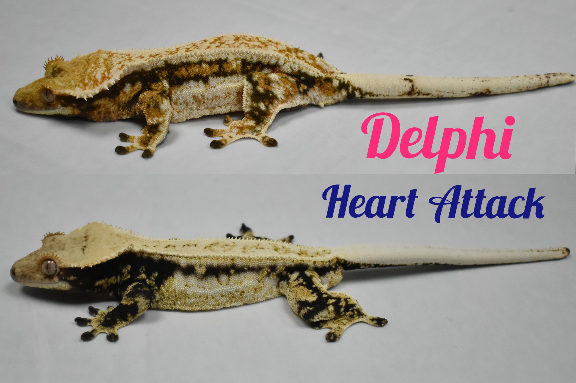 2025 breeding pairs – Repti Diamonds